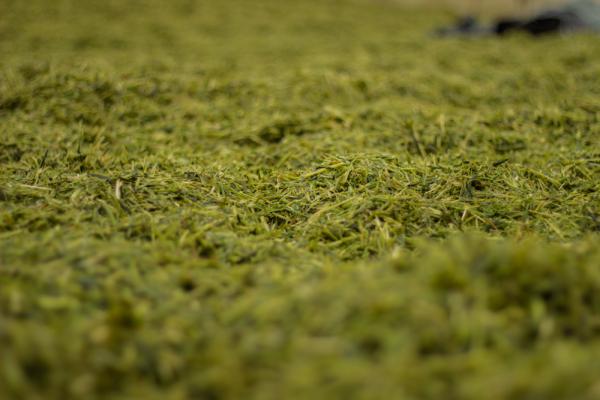 Биоконсервант Sila-Prime для силосования силоса, одна банка на 50 тонн ...